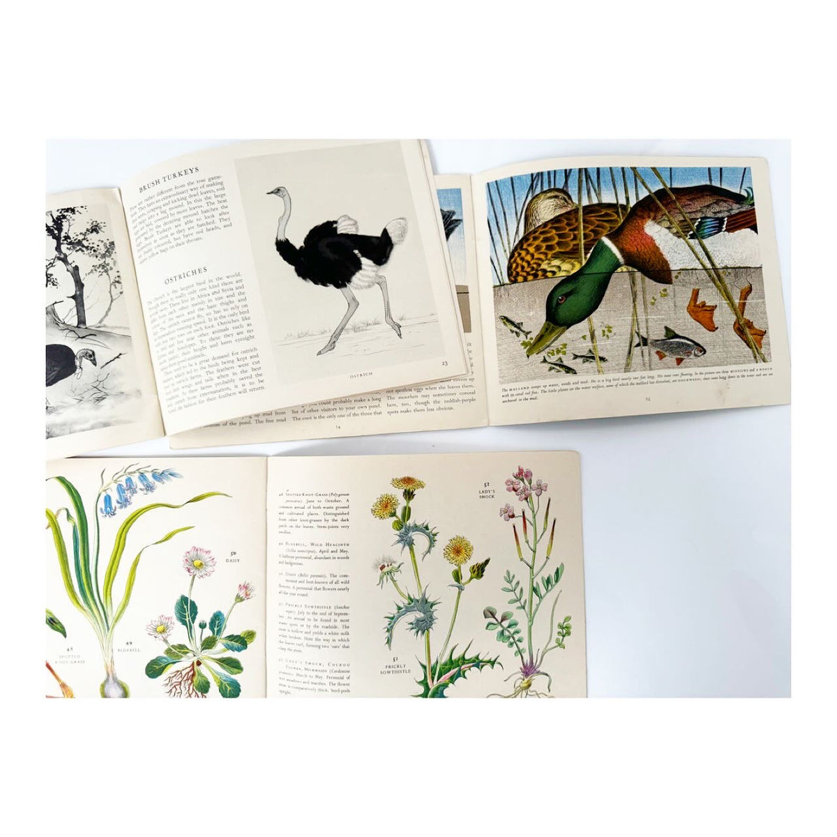 Set of Three Puffin Picture Books, 1940s/50s – Colourful Fable