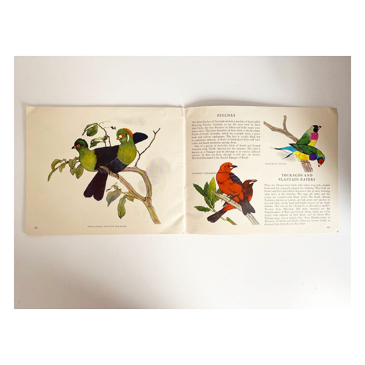 Zoo Birds – Colourful Fable